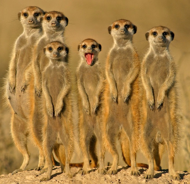 Meerkat Moments help make healthy teams