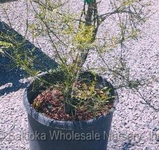 Cercidium Desert Museum | My Site