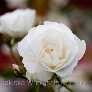 Iceberg Rose White | My Site