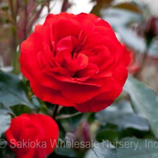 Trumpeter Rose | My Site