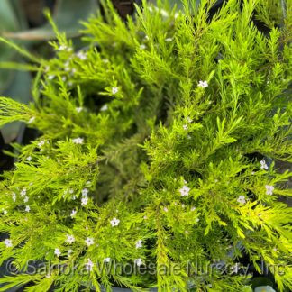 Diosma Pulchrum Sunset Gold | Sakioka Wholesale Nursery