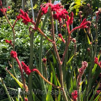 Anigozanthos Kanga Red | Sakioka Wholesale Nursery