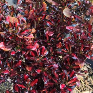 Coprosma Pacific Sunset | My Site
