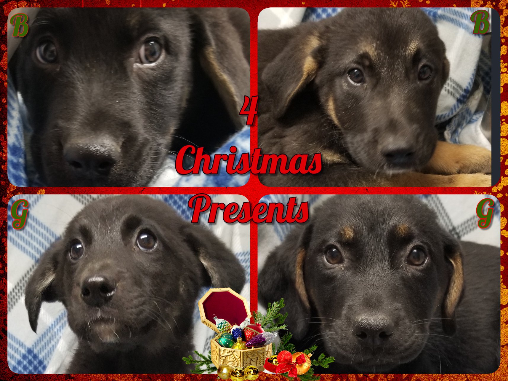 Adirondack Save A Stray - Puppies and dogs for adoption