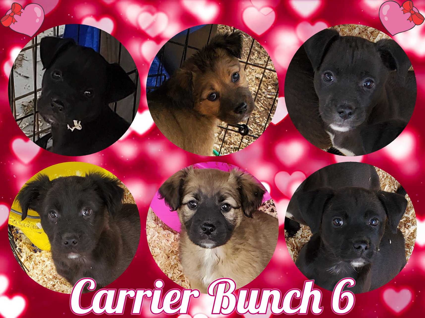 Adirondack Save A Stray - Puppies and dogs for adoption