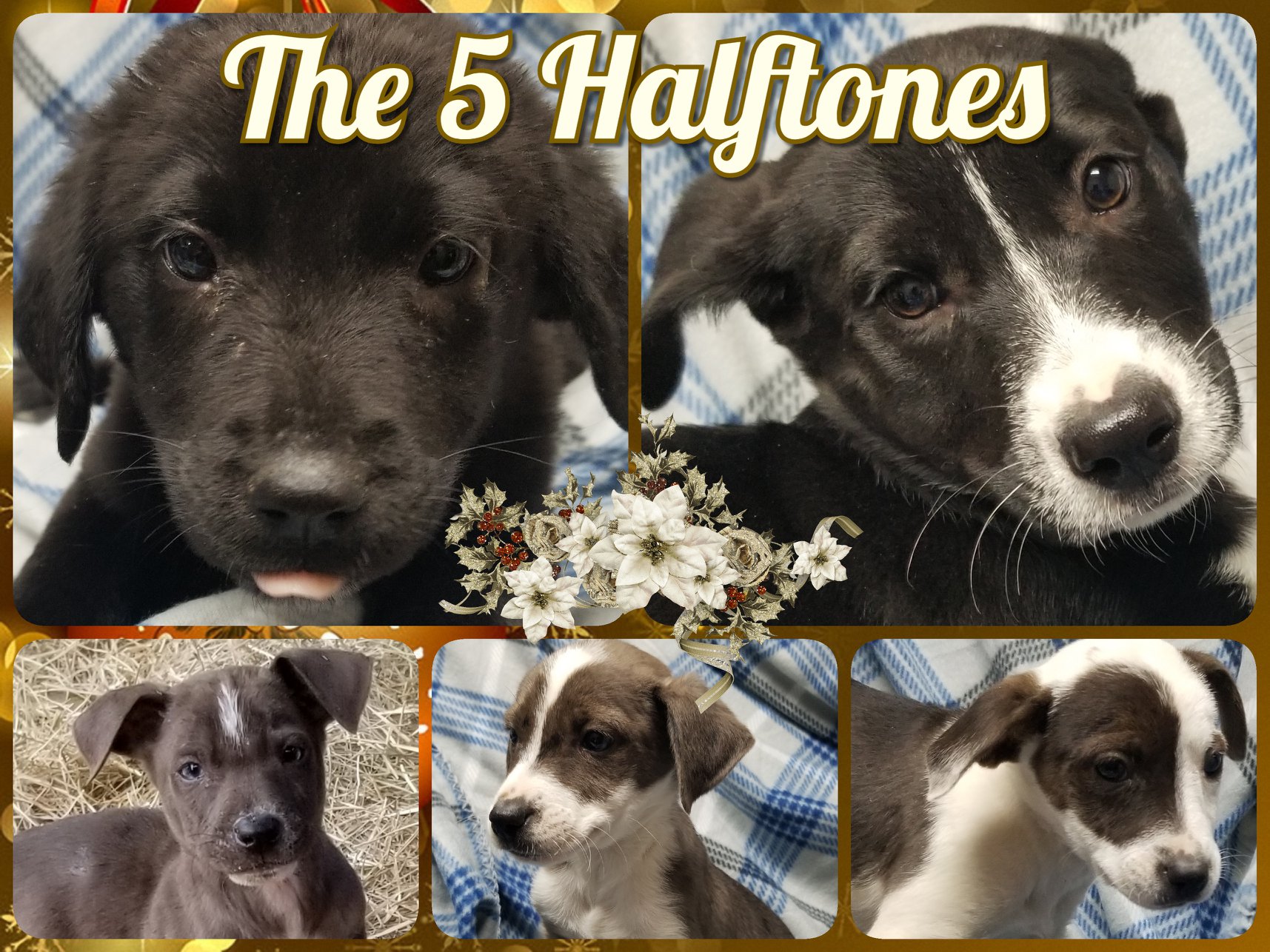 Adirondack Save A Stray - Puppies and dogs for adoption