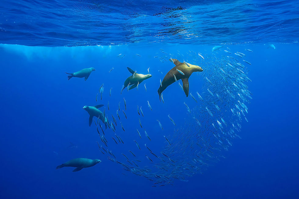 The Sardine Run of Baja: Nature’s Underwater Dance