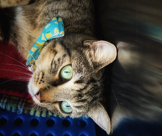 Home | Floyd Felines