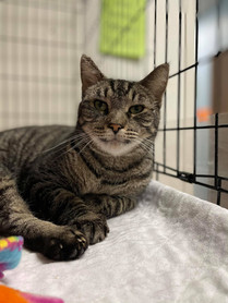 About | Floyd Felines