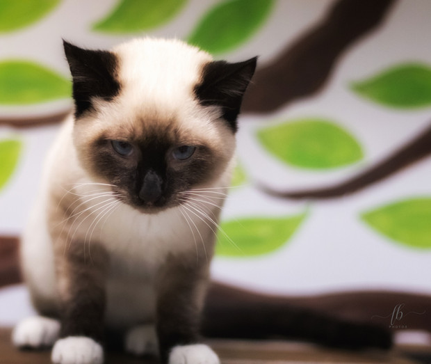 Home | Floyd Felines