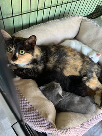 About | Floyd Felines