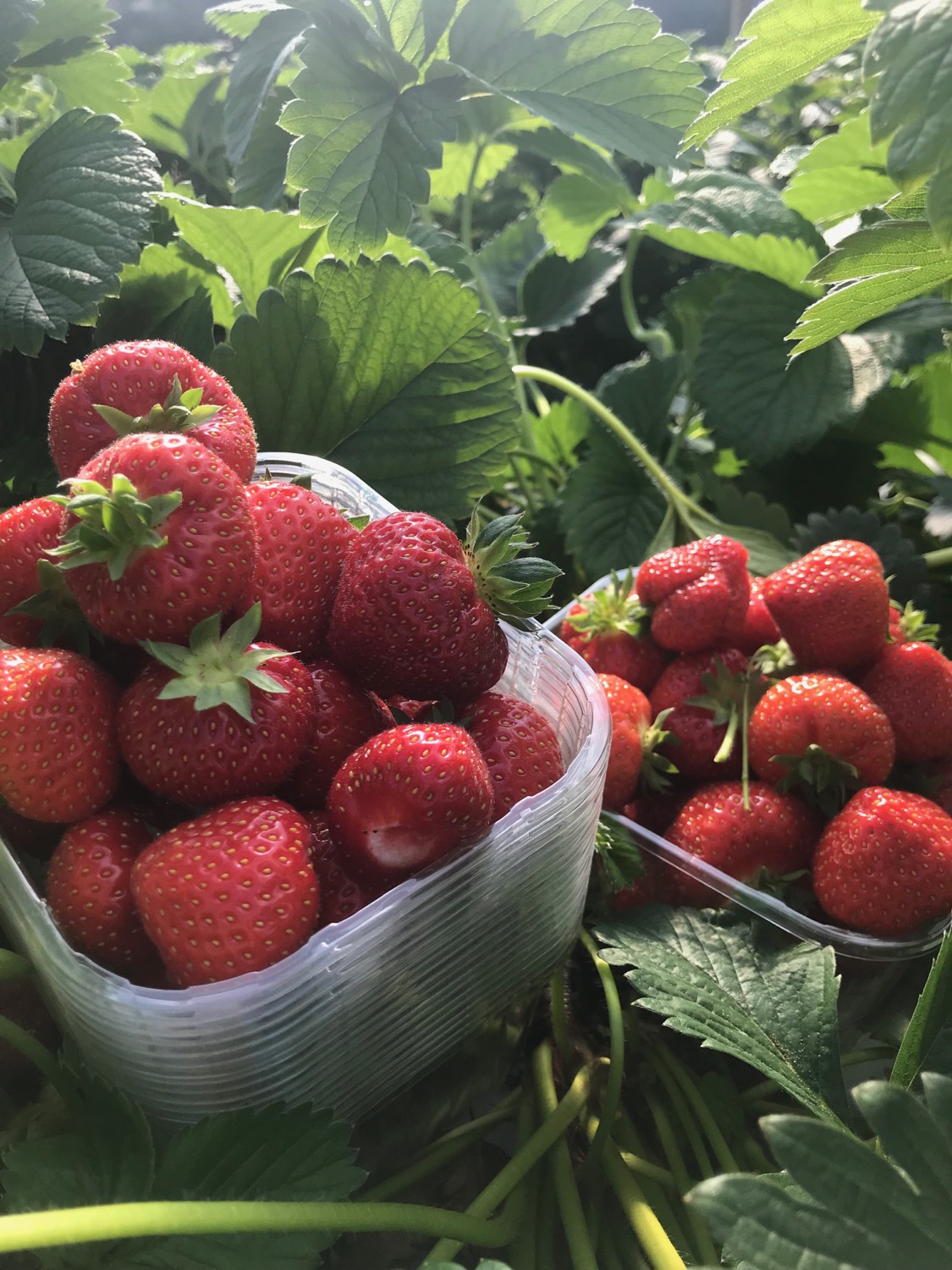 Robertson's Farm Shop | HOME | Beauly | Highland