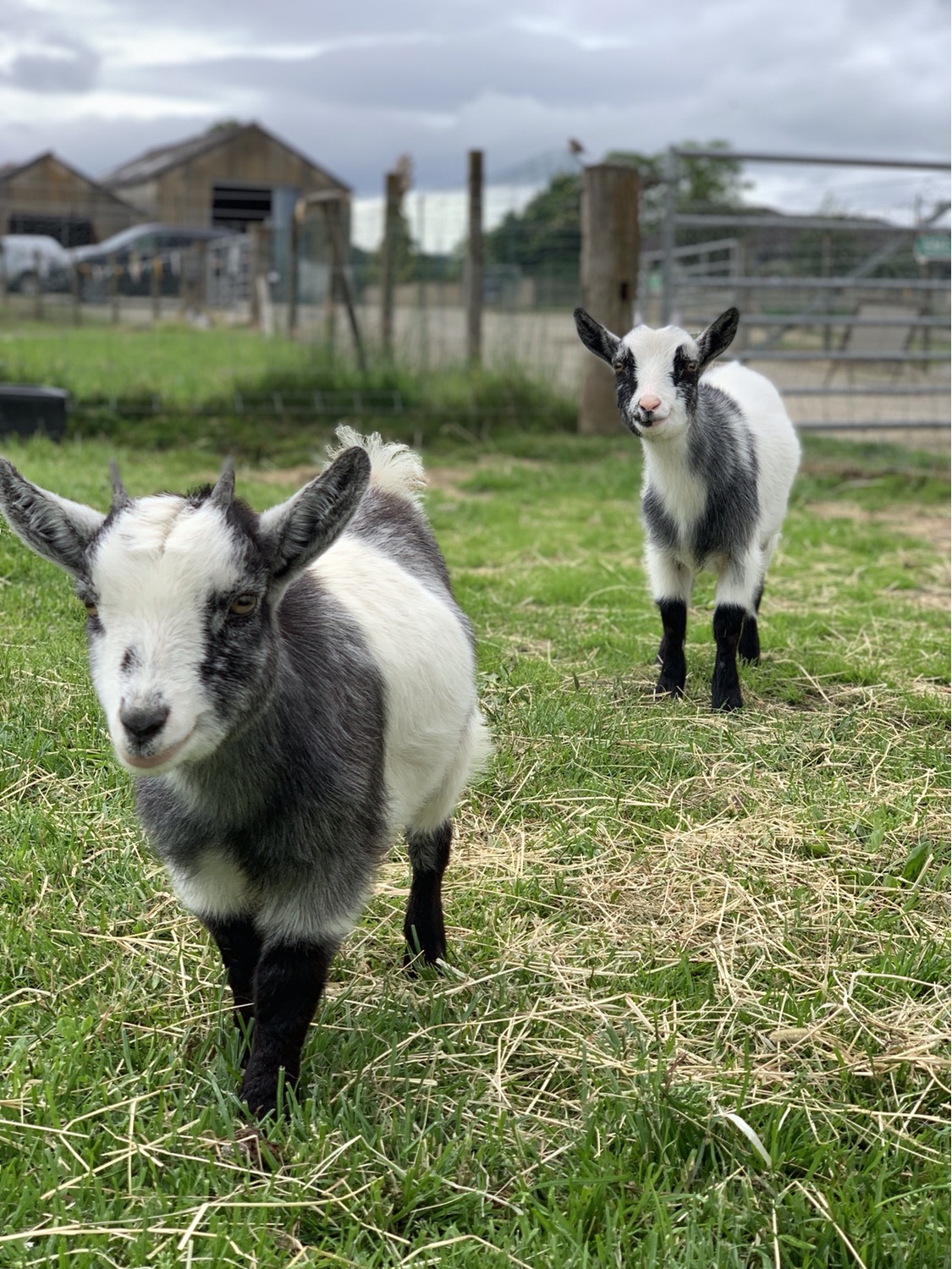 Robertson's Farm Shop | HOME | Beauly | Highland