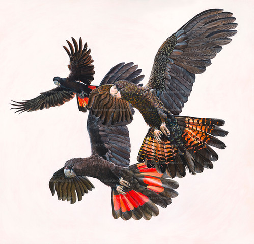 THE FLIGHT OF ANGELS | Print | sallyedmonds