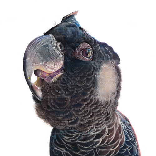 KEP | Print | sallyedmonds