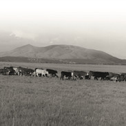 Turkey Track Ranch | Texas Panhandle | Icon Global