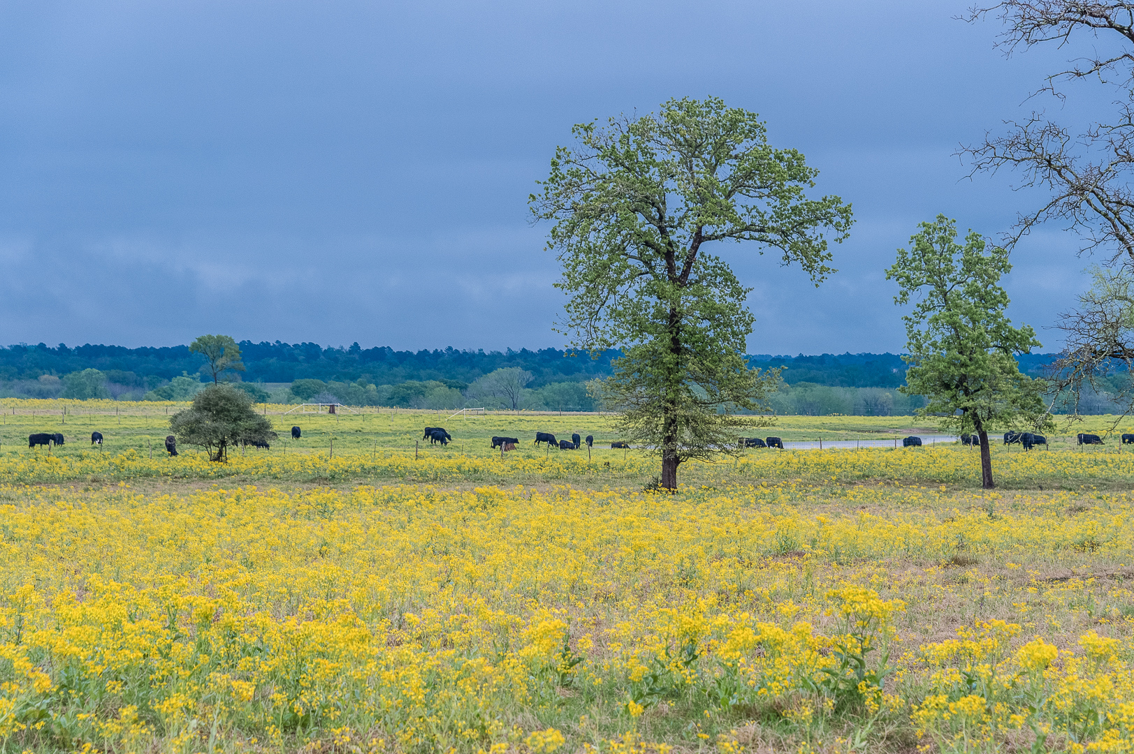 Champion Ranch | Centerville, TX | Icon Global Group