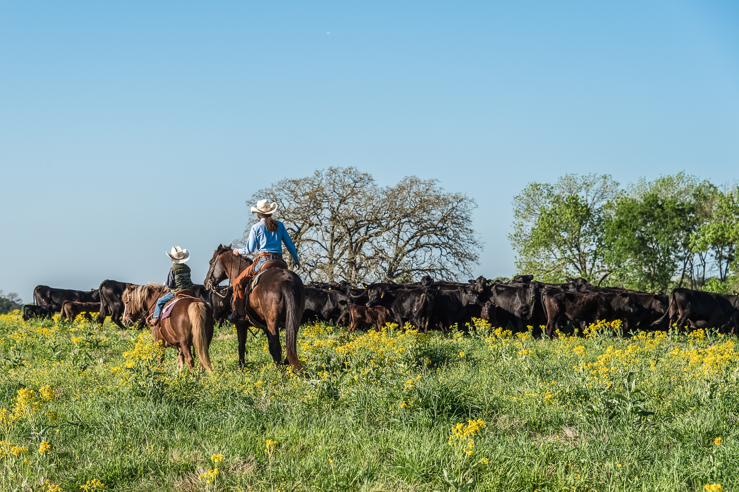 Champion Ranch | Centerville, TX | Icon Global Group