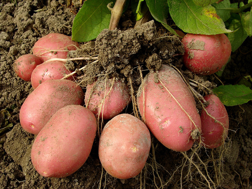 Early Potatoes