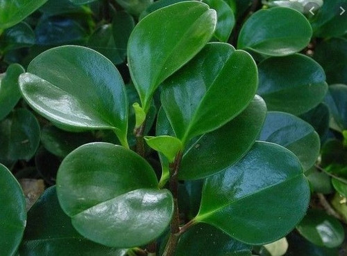 Peperomia Spoonleaf Green | Mandy's Farm