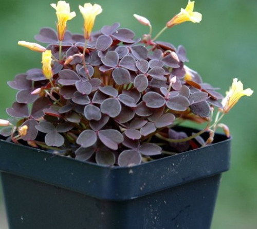 Oxalis Spiralis Var. Vulcanicola/Velvet Oxalis | Mandy's Farm