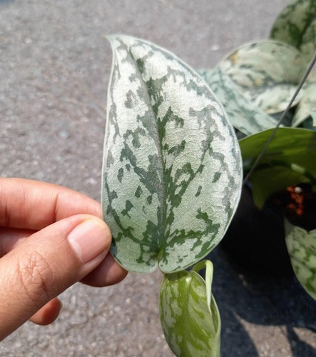 Scindapsus Silver Lady | Mandy's Farm