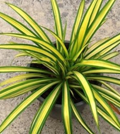 Pandanus Golden Variegated | Mandy's Farm