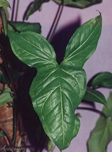 Syngonium Dark Green Allusion | Mandy's Farm