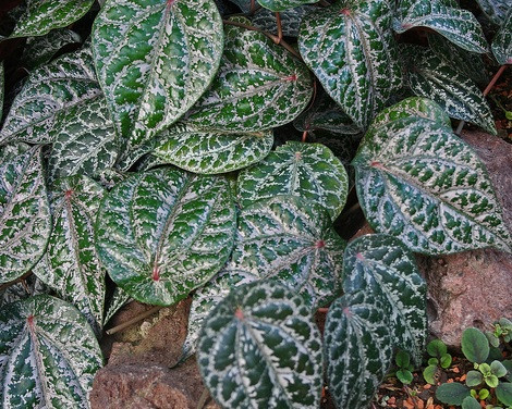 Piper Ornatum | Mandy's Farm