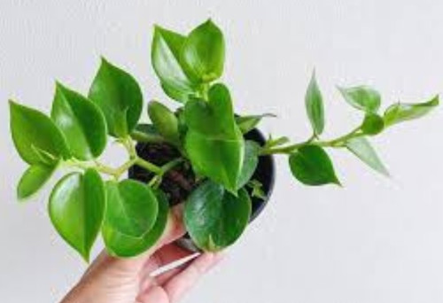Piper Peperomia Green | Mandy's Farm