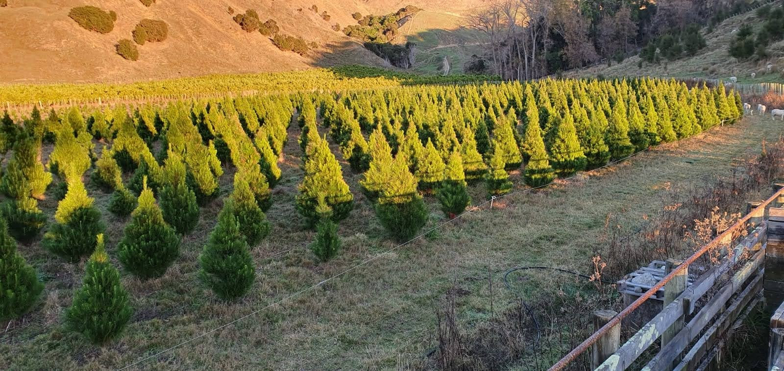 Christmas Trees | Fox Lane Gisborne Christmas Trees | Muriwai