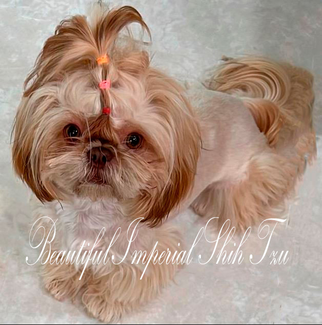 Beautiful Imperial Shih Tzu | Imperial Shih Tzu