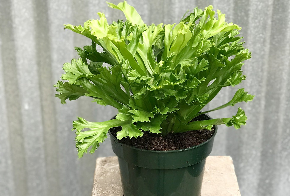 Bird's Nest Fern - Leslie | martinsons