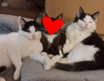 Harry and Roger (BONDED BROTHERS) | SVFA Website