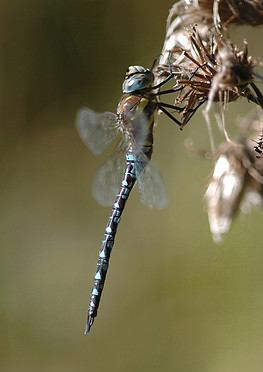 Insecten | Croatia-A-Z-in-love