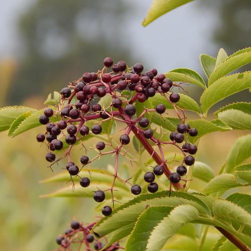 Elderberry, Bear Root, & Cinnamon Glycerite Tincture | haipazazaphezuta.com