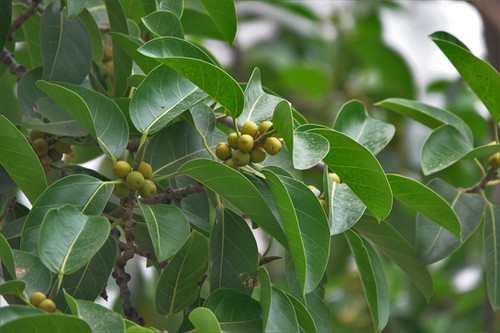 Ficus Altissima | GreenGene