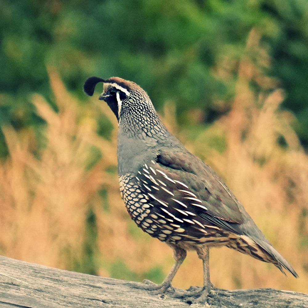 The Early Photographer: Chasing Birds and Capturing Magic - July 21, 2024