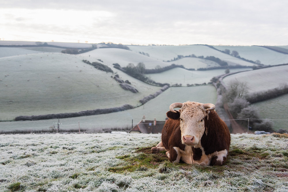 Winter on the farm