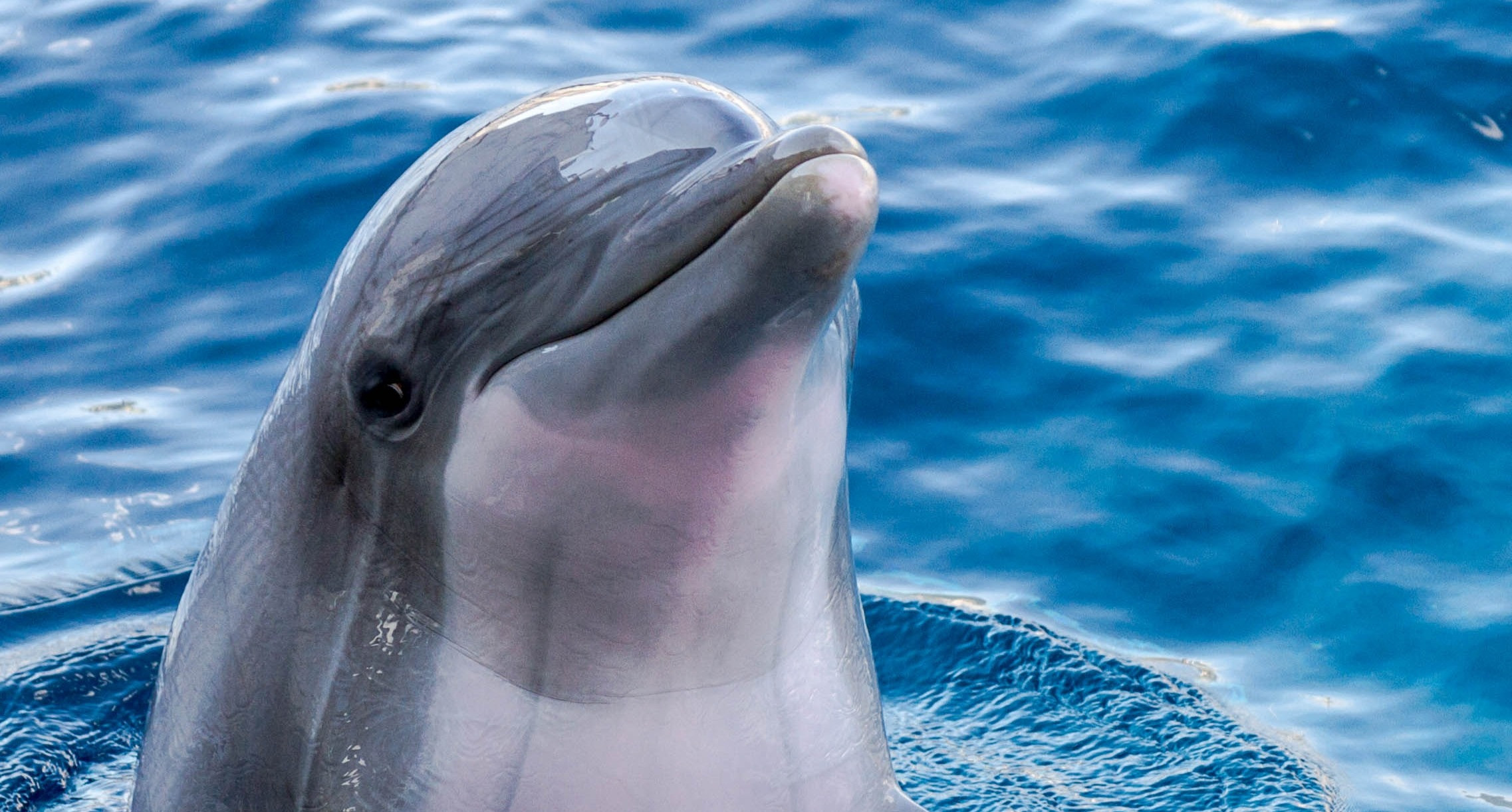 Dolphin Tour | Sicily Emotion Booking | Italia