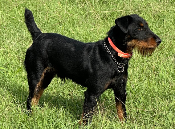 Mojo | vomkervinshof-kennel