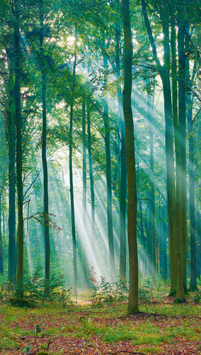 Пано 6301 ML | Mini Max