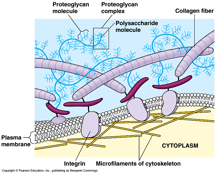 Extracellular Matrix Partycelly