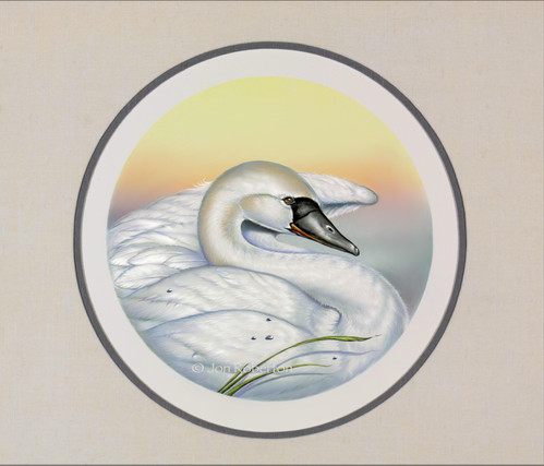 Trumpeter Swan | Jon Roberton