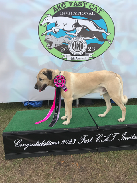 Congratulations to Kevlar at the 2023 AKC Fast CAT Invitational ...