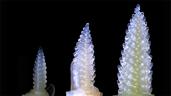 Research | Sakuma Lab