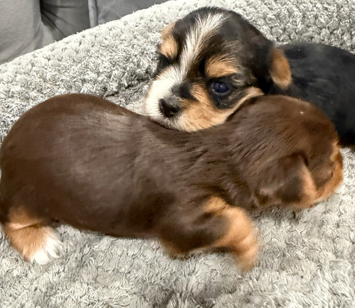 Yorkie girls | Music City Yorkies