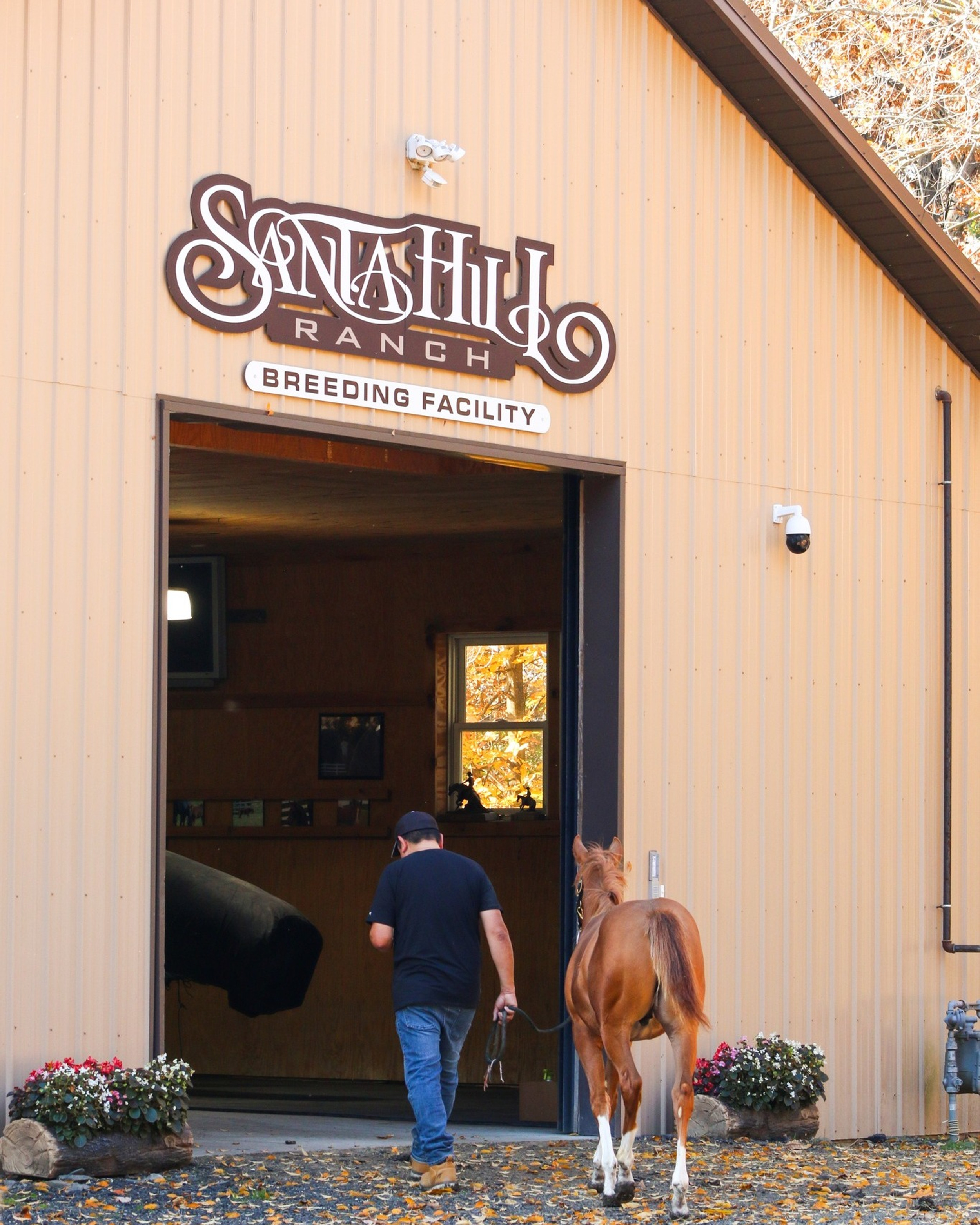 BREEDING SERVICES | Santa Hill Ranch