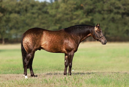 Reining | Santa Hill Ranch