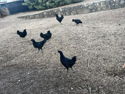 All Products | Black Magic Chickens